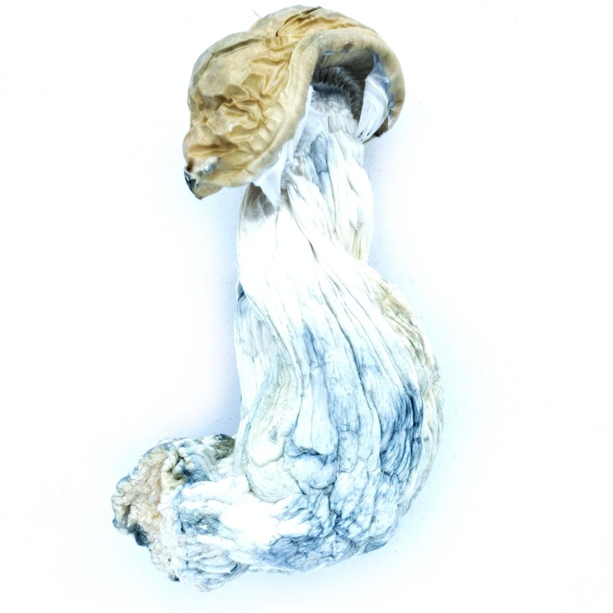 Compassion in Motion - Greater Vancouver's Premium Cannabis Delivery